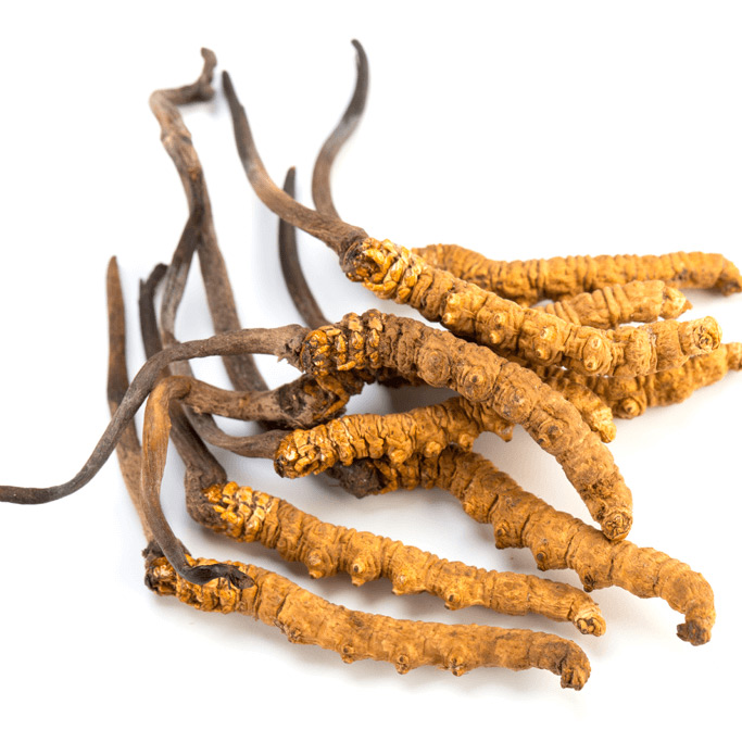 冬蟲夏草的營養價值、功效及好處 | 神農本草